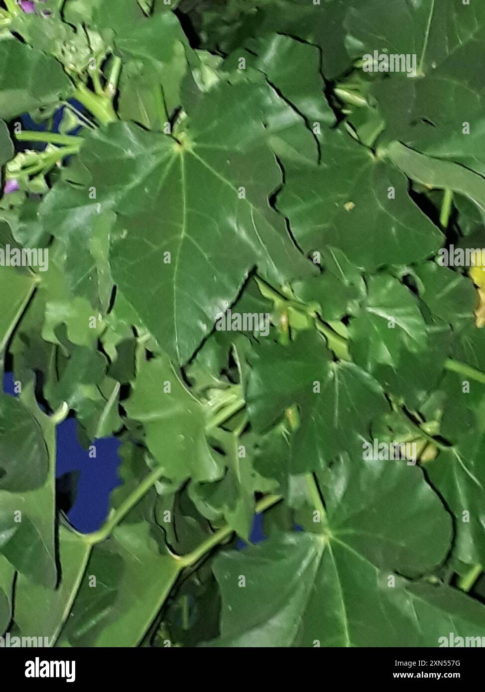 Tree Mallow (Malva arborea) Plantae Stock Photo - Alamy