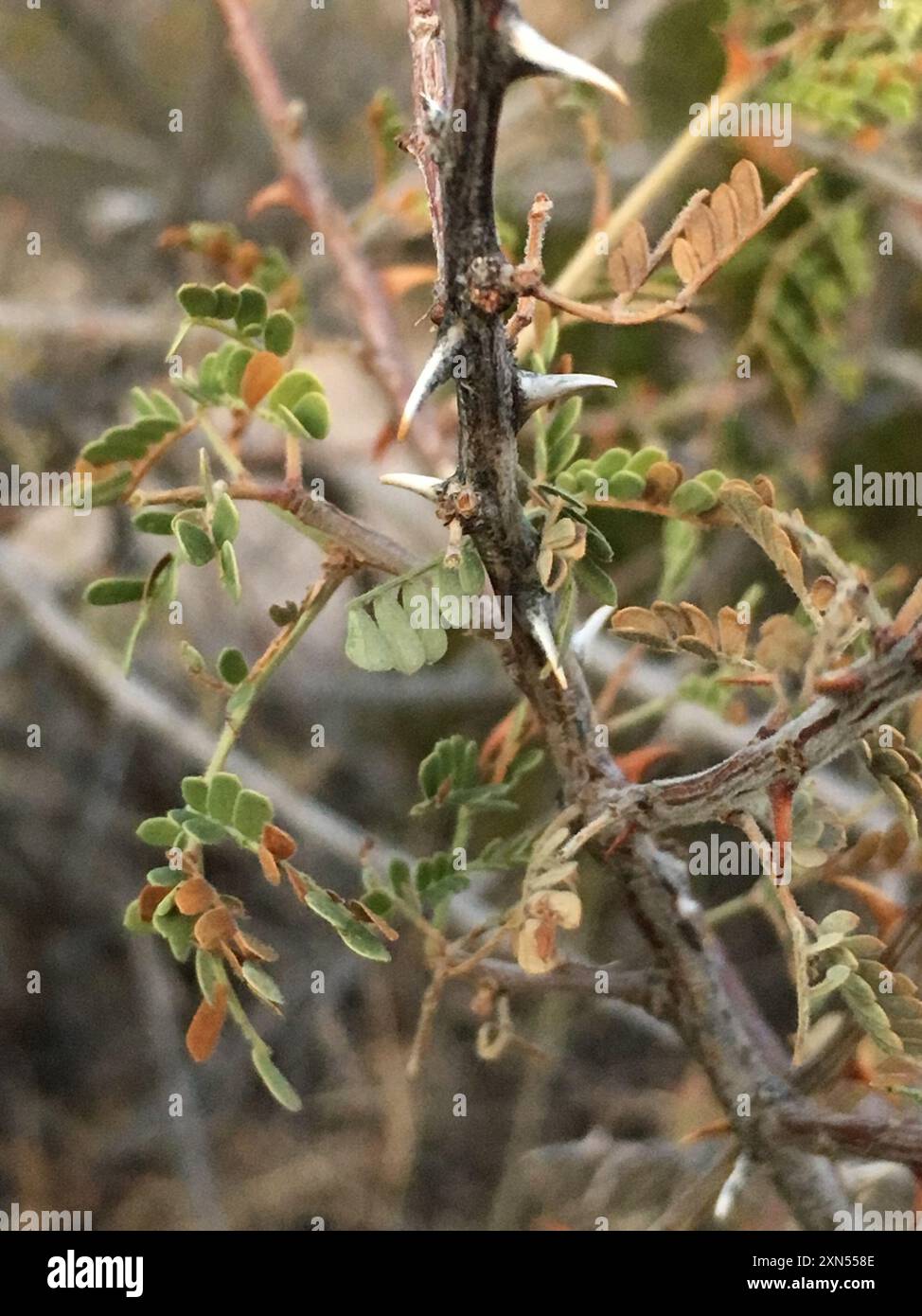 Catclaw Acacia (Senegalia greggii) Plantae Stock Photo - Alamy