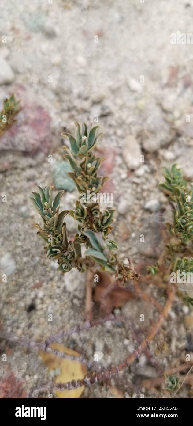 procumbent pigweed (Amaranthus blitoides) Plantae Stock Photo - Alamy