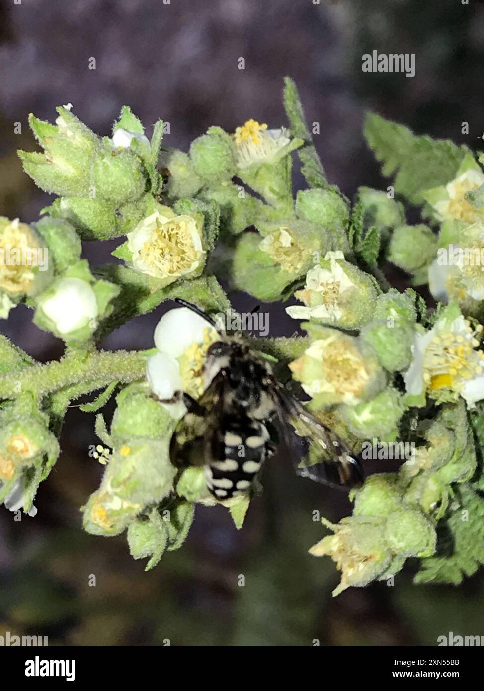 California Digger-cuckoo Bee (Brachymelecta californica) Insecta Stock ...