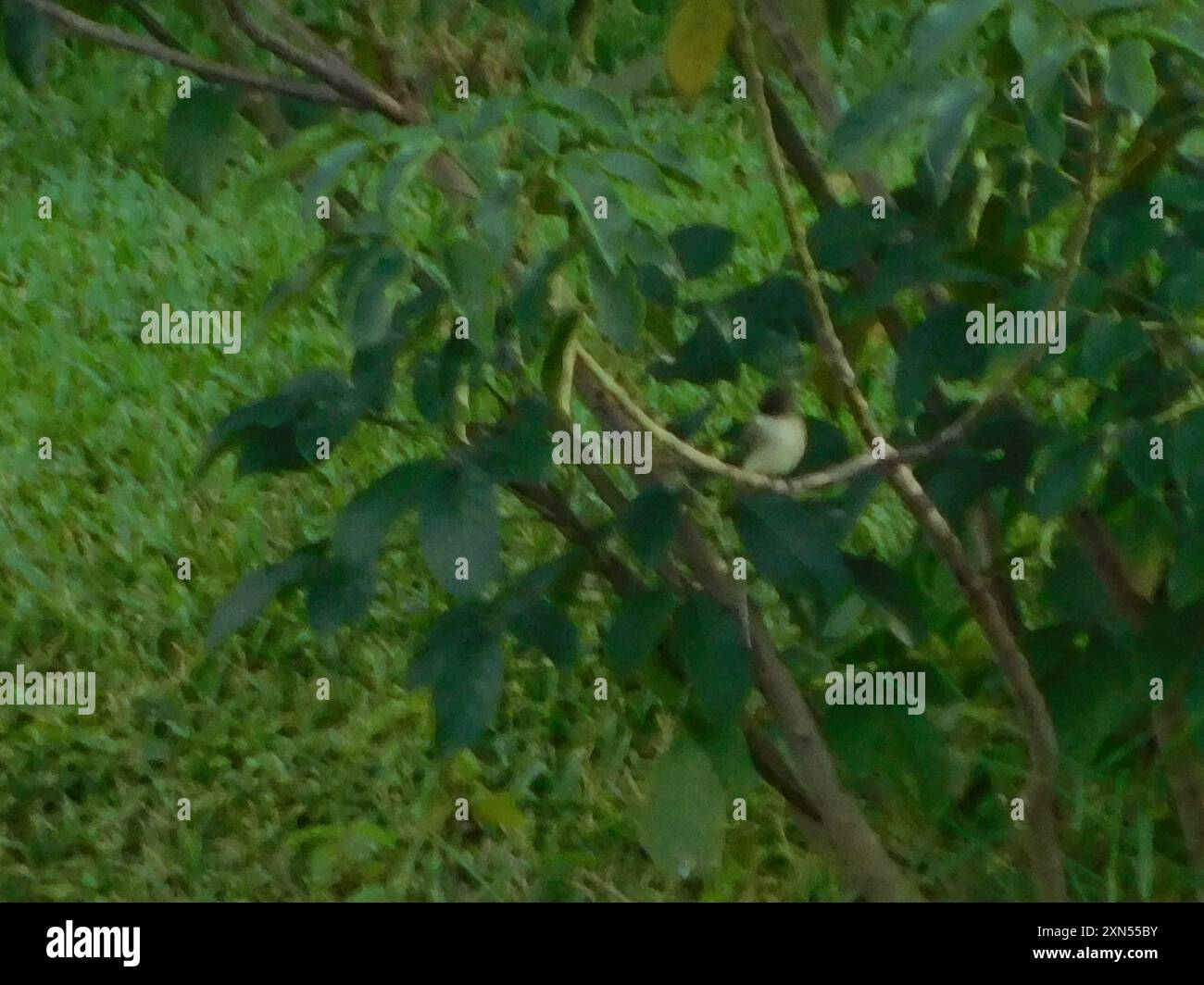 Eastern Phoebe (Sayornis phoebe) Aves Stock Photo - Alamy