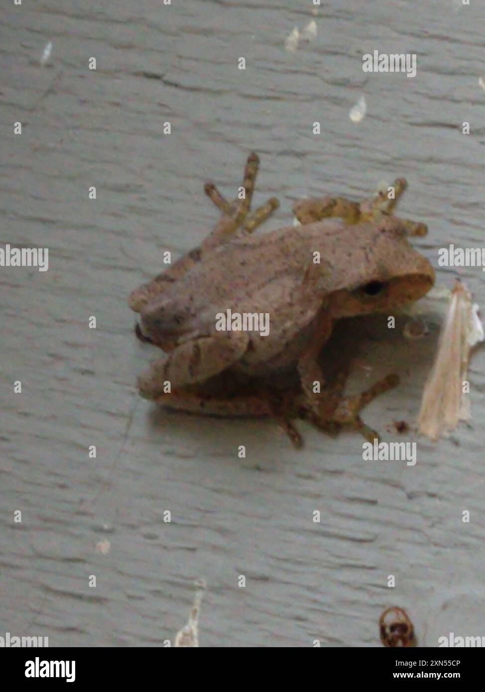Spring Peeper (Pseudacris crucifer) Amphibia Stock Photo - Alamy