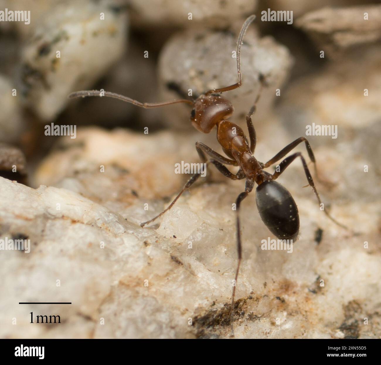 Pyramid Ants (Dorymyrmex) Insecta Stock Photo - Alamy