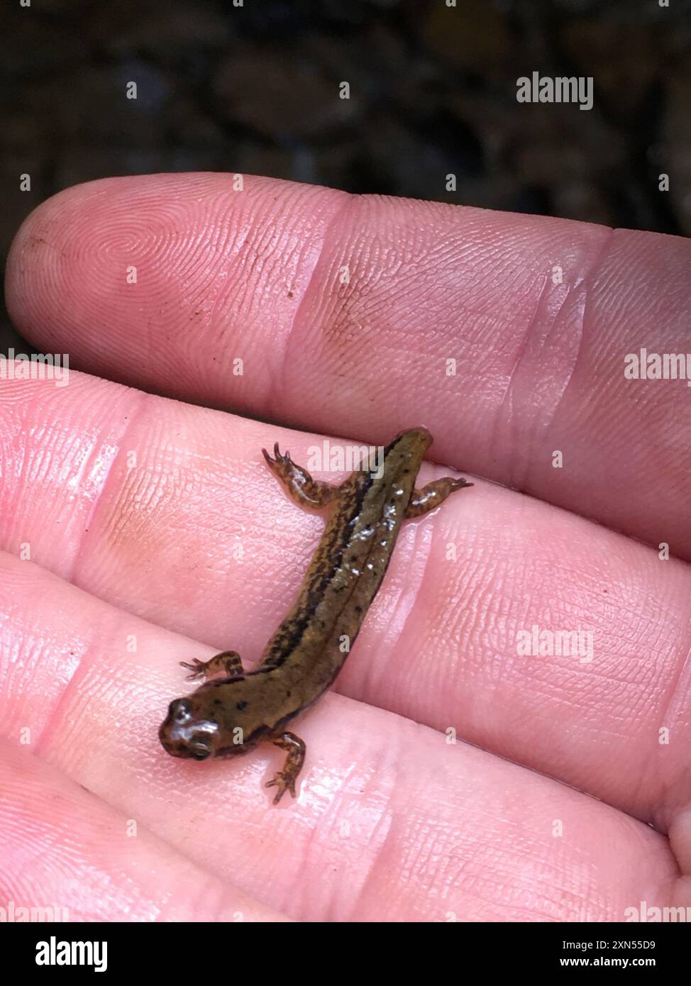 Southern Two-lined Salamander (Eurycea cirrigera) Amphibia Stock Photo ...