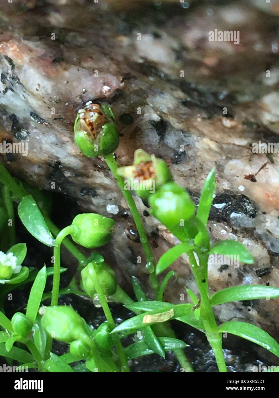 Procumbent Pearlwort (Sagina procumbens) Plantae Stock Photo - Alamy