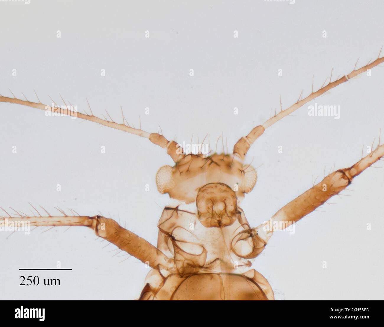 Pine Needle Aphids (Eulachnus) Insecta Stock Photo - Alamy