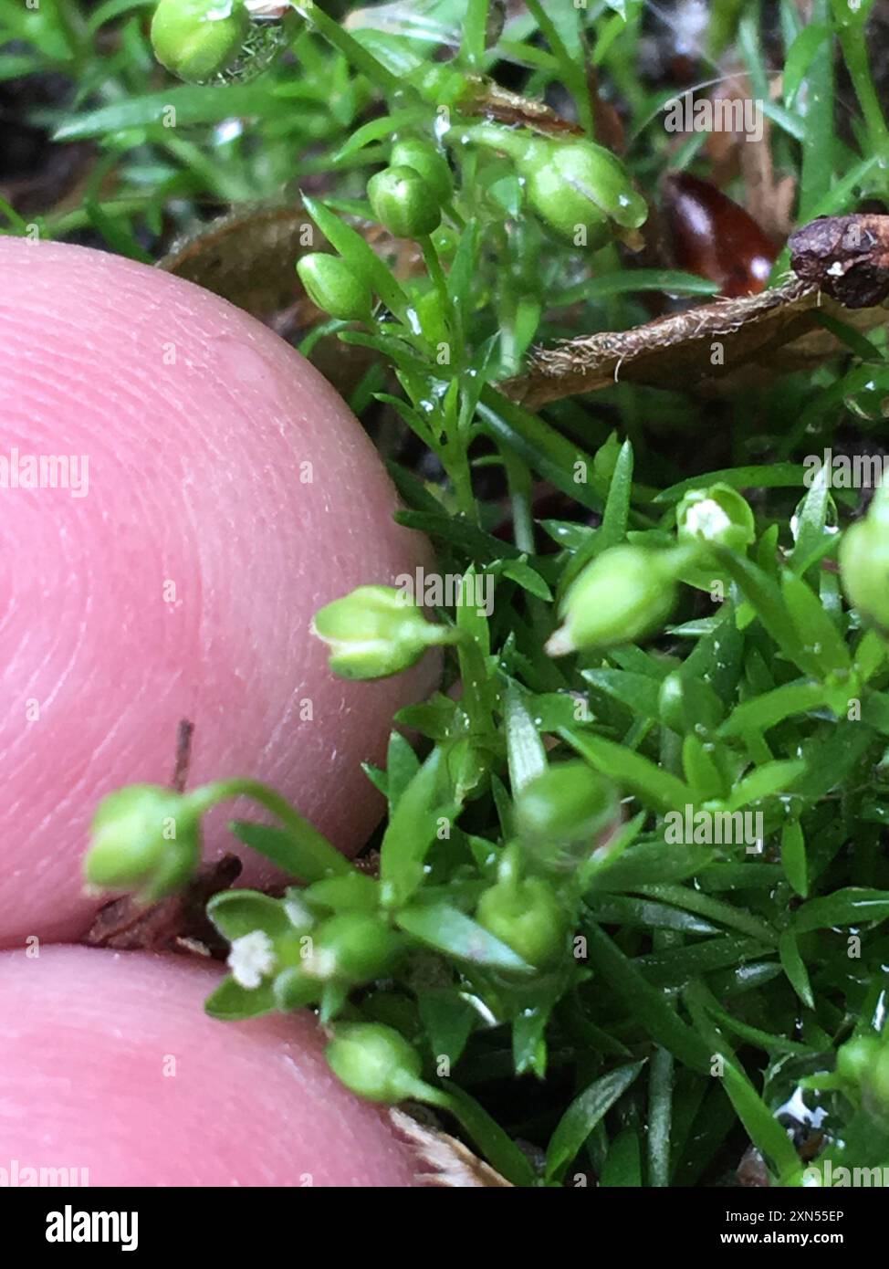 Procumbent Pearlwort (Sagina procumbens) Plantae Stock Photo - Alamy