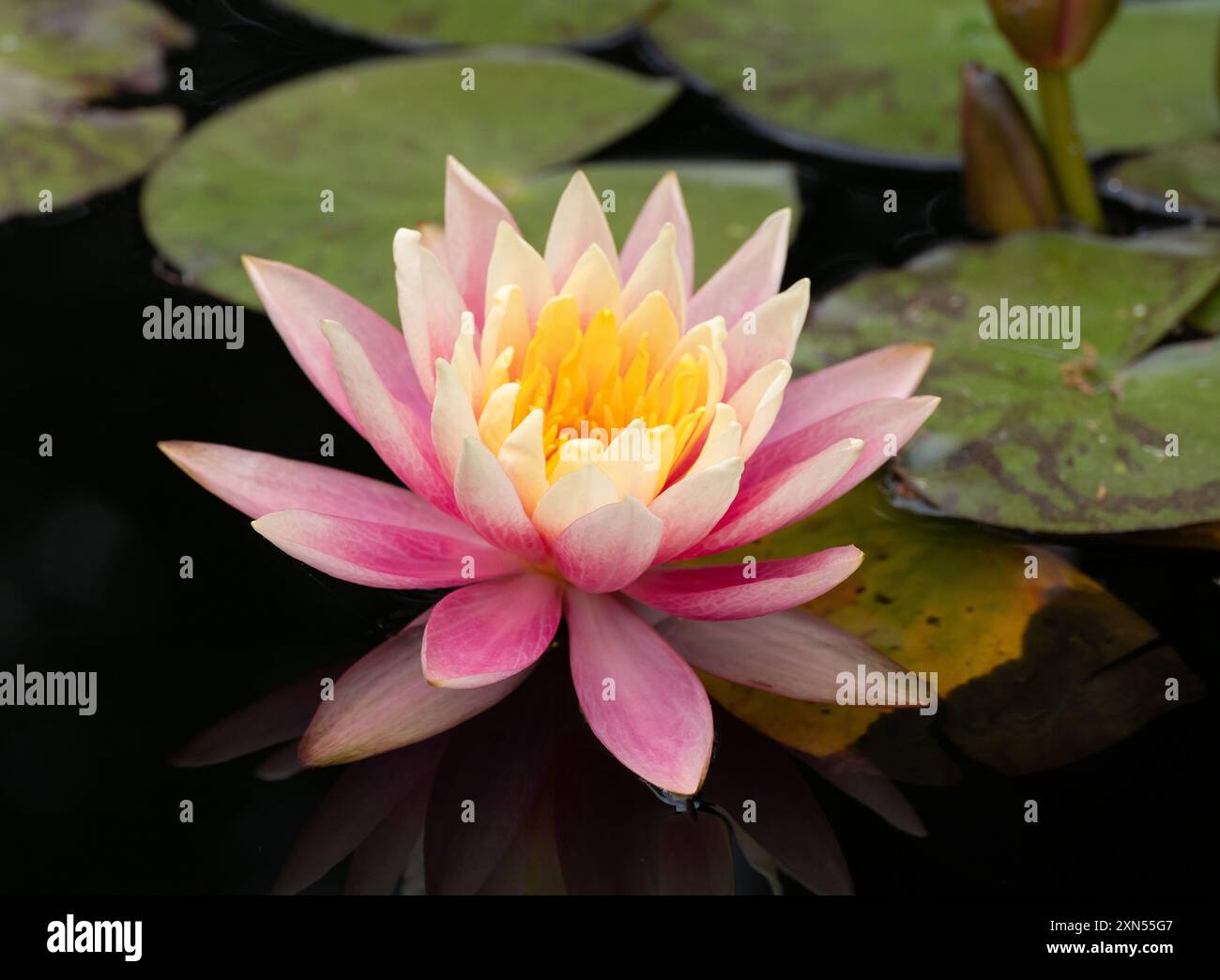 Pink lily flower close hi-res stock photography and images - Alamy