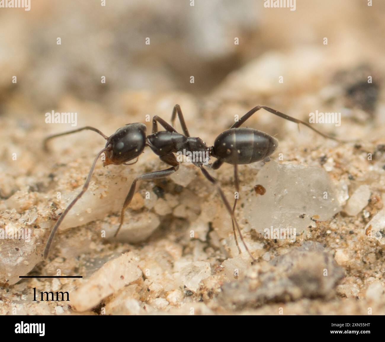 Pyramid Ants (Dorymyrmex) Insecta Stock Photo - Alamy