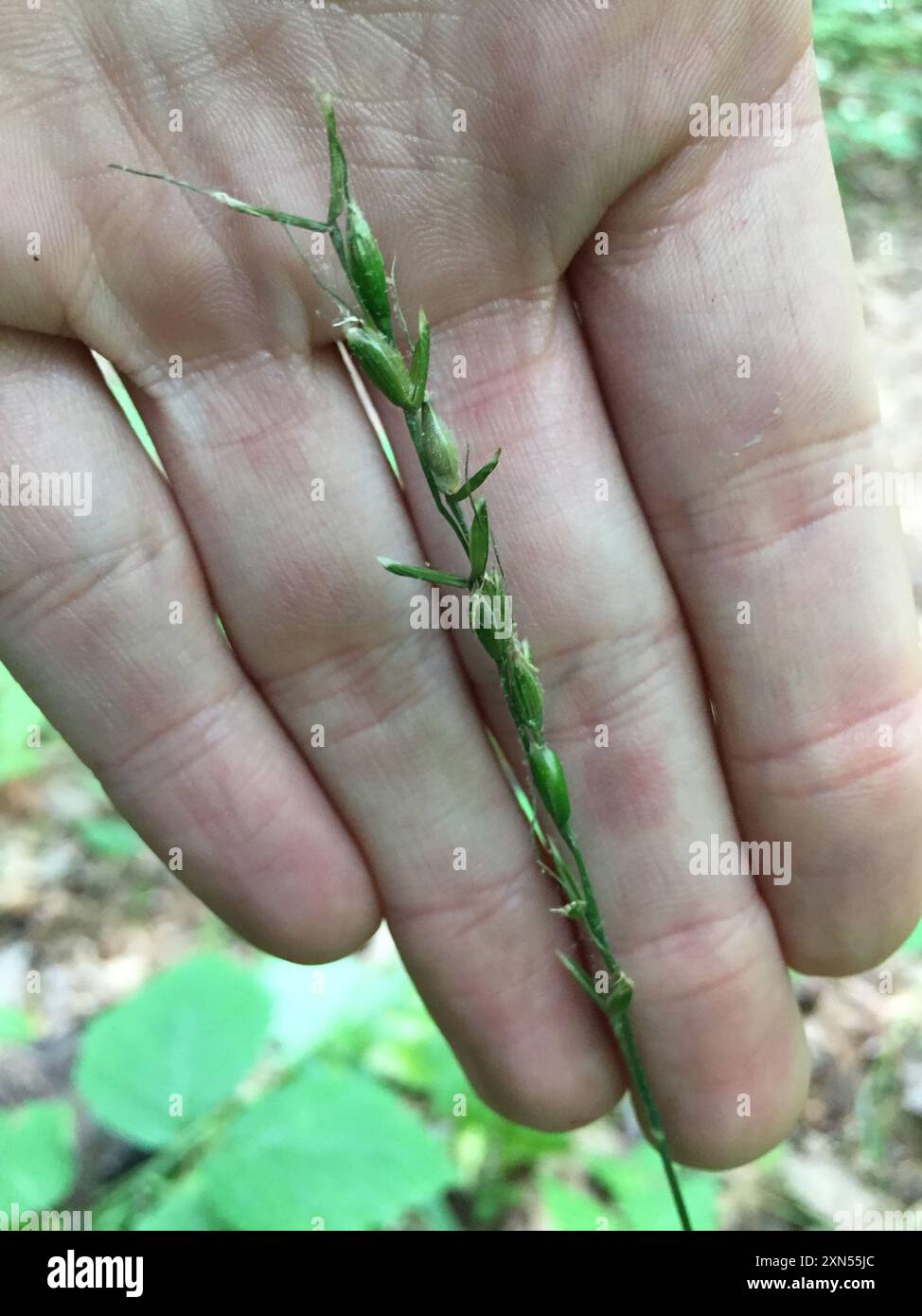 White-grained Mountain-ricegrass (Oryzopsis asperifolia) Plantae Stock ...