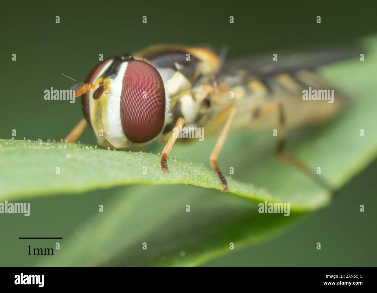 Oblique Streaktail (Allograpta obliqua) Insecta Stock Photo - Alamy