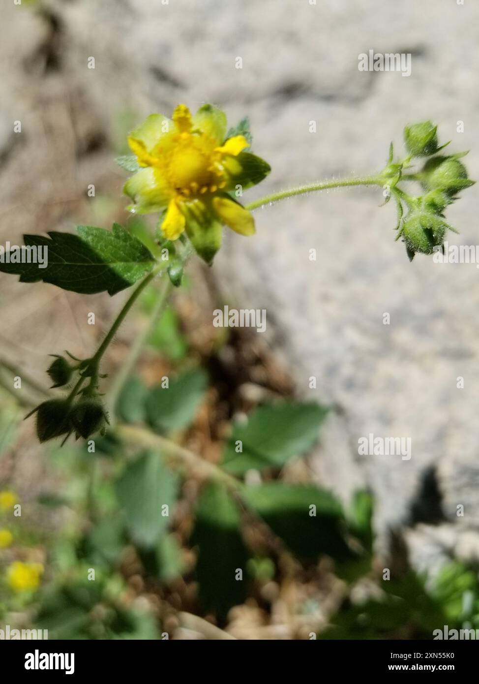 sticky cinquefoil (Drymocallis glandulosa) Plantae Stock Photo - Alamy