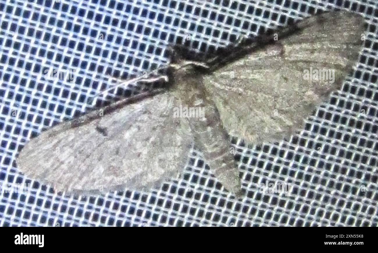 Common Eupithecia Moth (Eupithecia miserulata) Insecta Stock Photo - Alamy