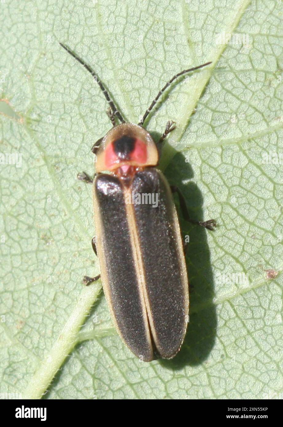 Common Eastern Firefly (Photinus pyralis) Insecta Stock Photo - Alamy
