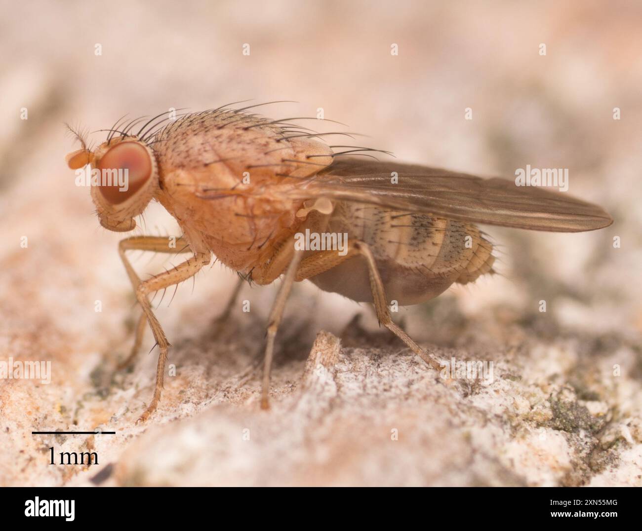(Minettia flaveola) Insecta Stock Photo - Alamy