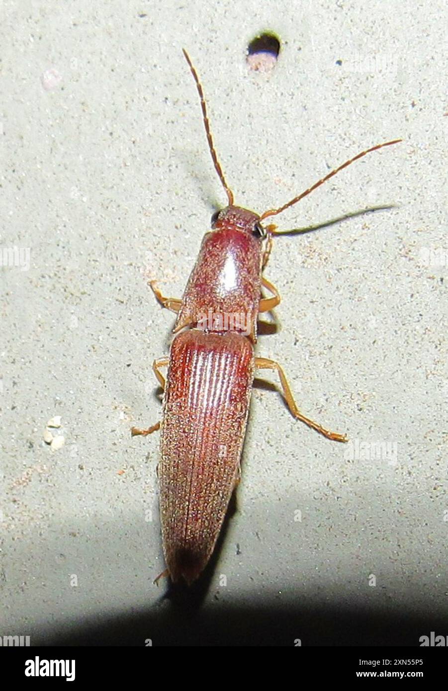 Click Beetles (Elateridae) Insecta Stock Photo - Alamy