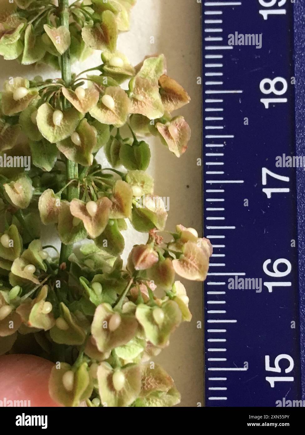 Patience Dock (Rumex patientia) Plantae Stock Photo - Alamy