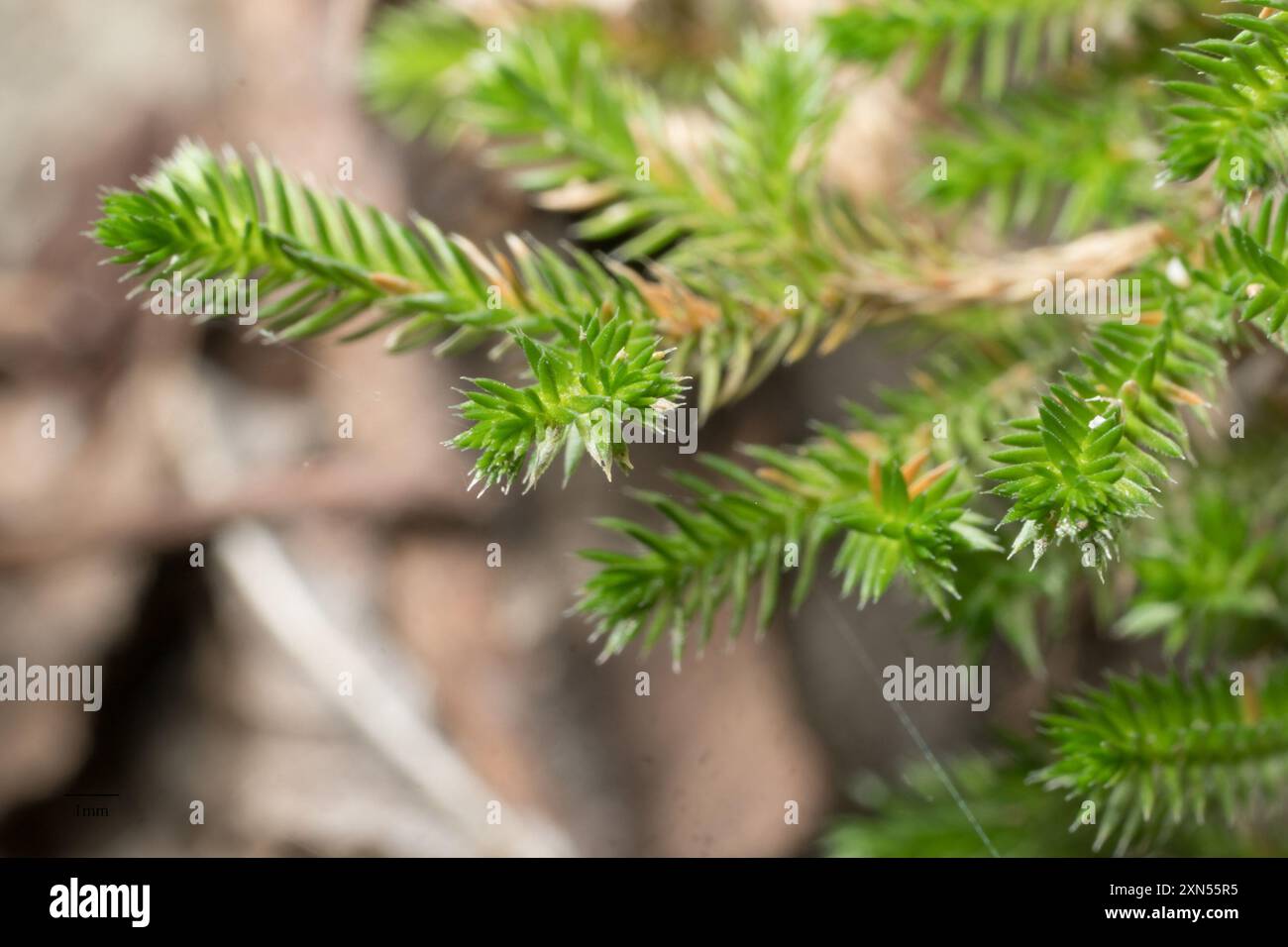 spikemosses (Selaginella) Plantae Stock Photo - Alamy