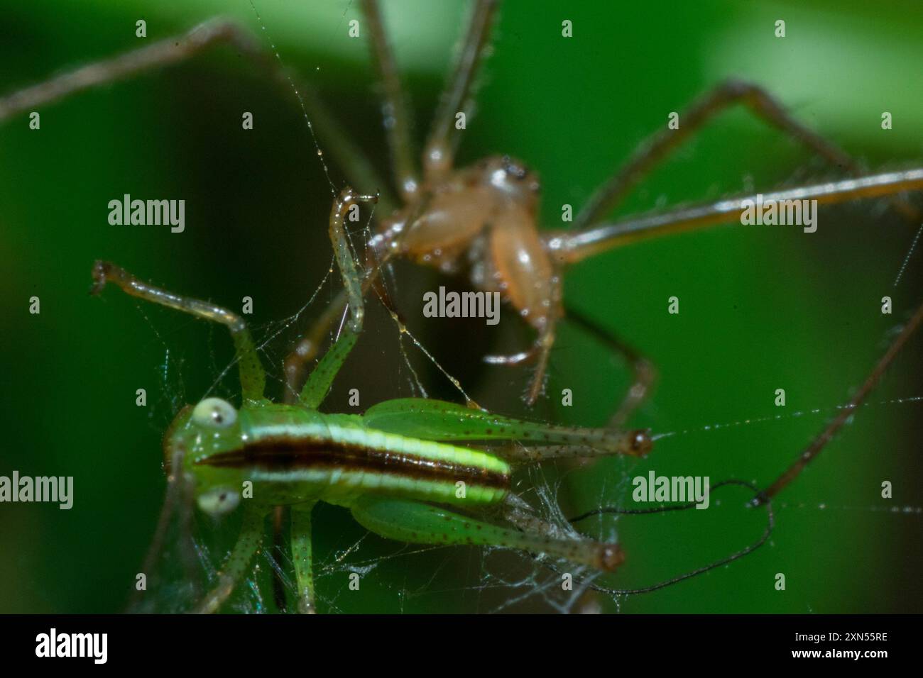 Common Meadow Katydids (Conocephalini) Insecta Stock Photo - Alamy