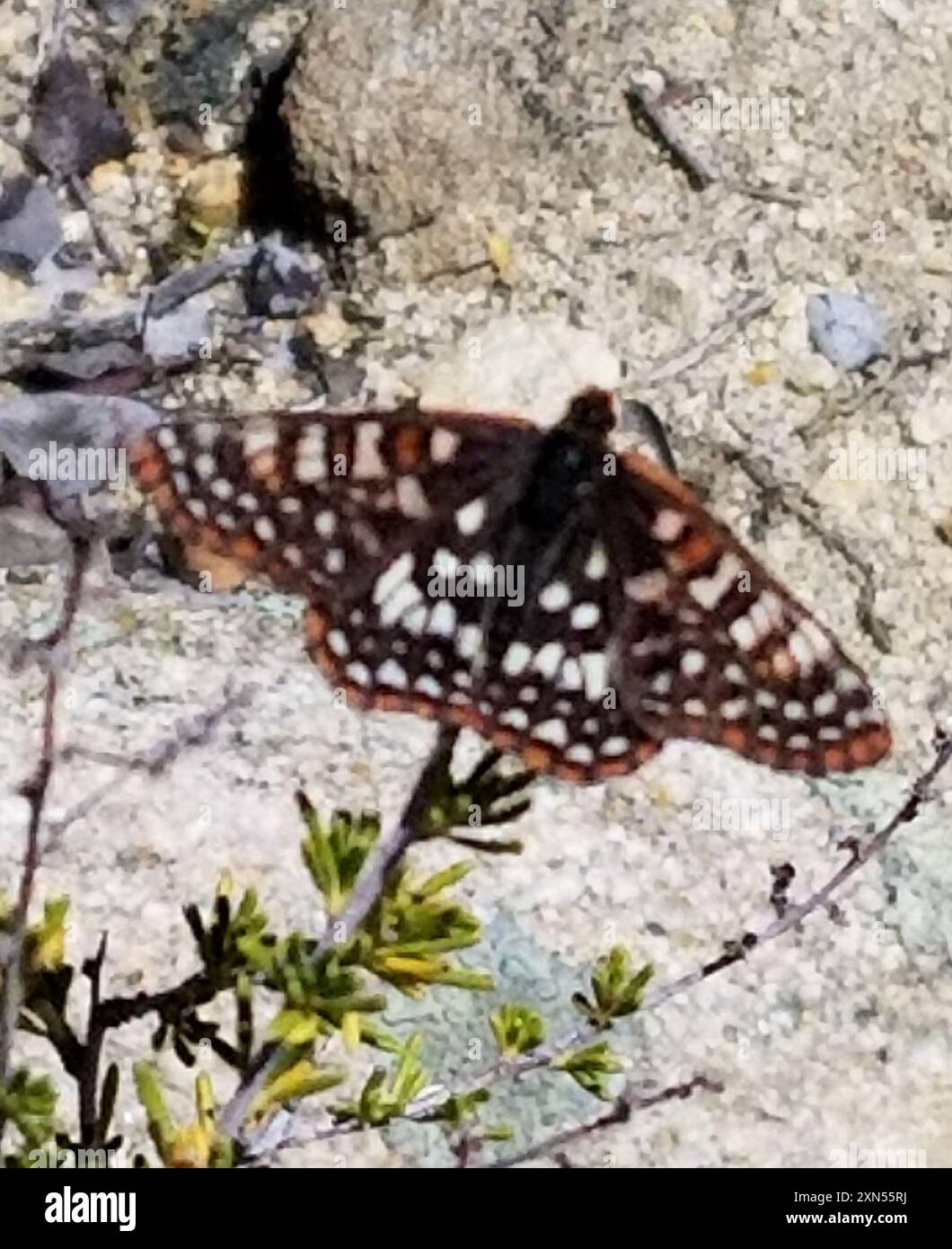 Variable Checkerspot (Euphydryas chalcedona) Insecta Stock Photo - Alamy