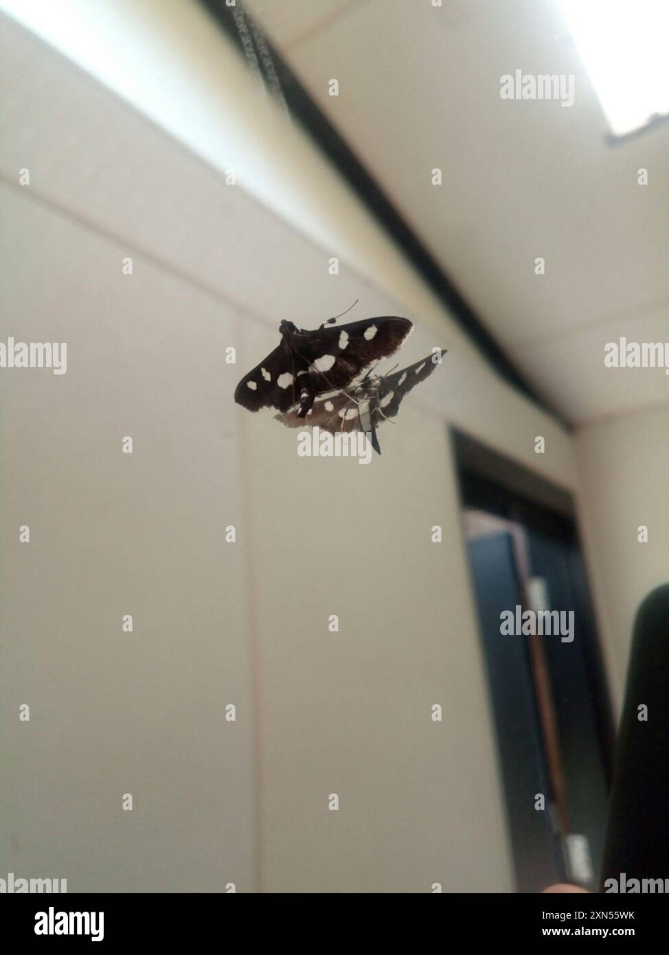 Grape Leaffolder Moth (Desmia funeralis) Insecta Stock Photo - Alamy