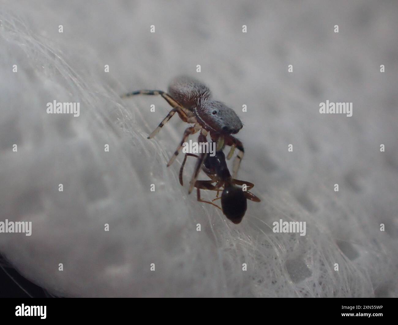 Thick-spined Jumping Spider (Tutelina similis) Arachnida Stock Photo ...