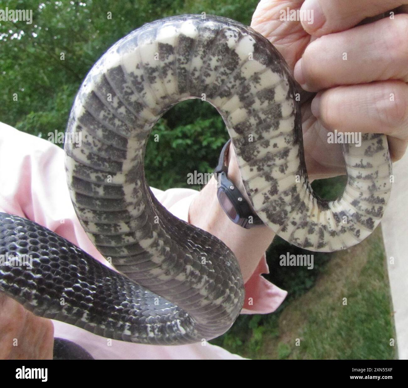Eastern Ratsnake (Pantherophis alleghaniensis) Reptilia Stock Photo - Alamy