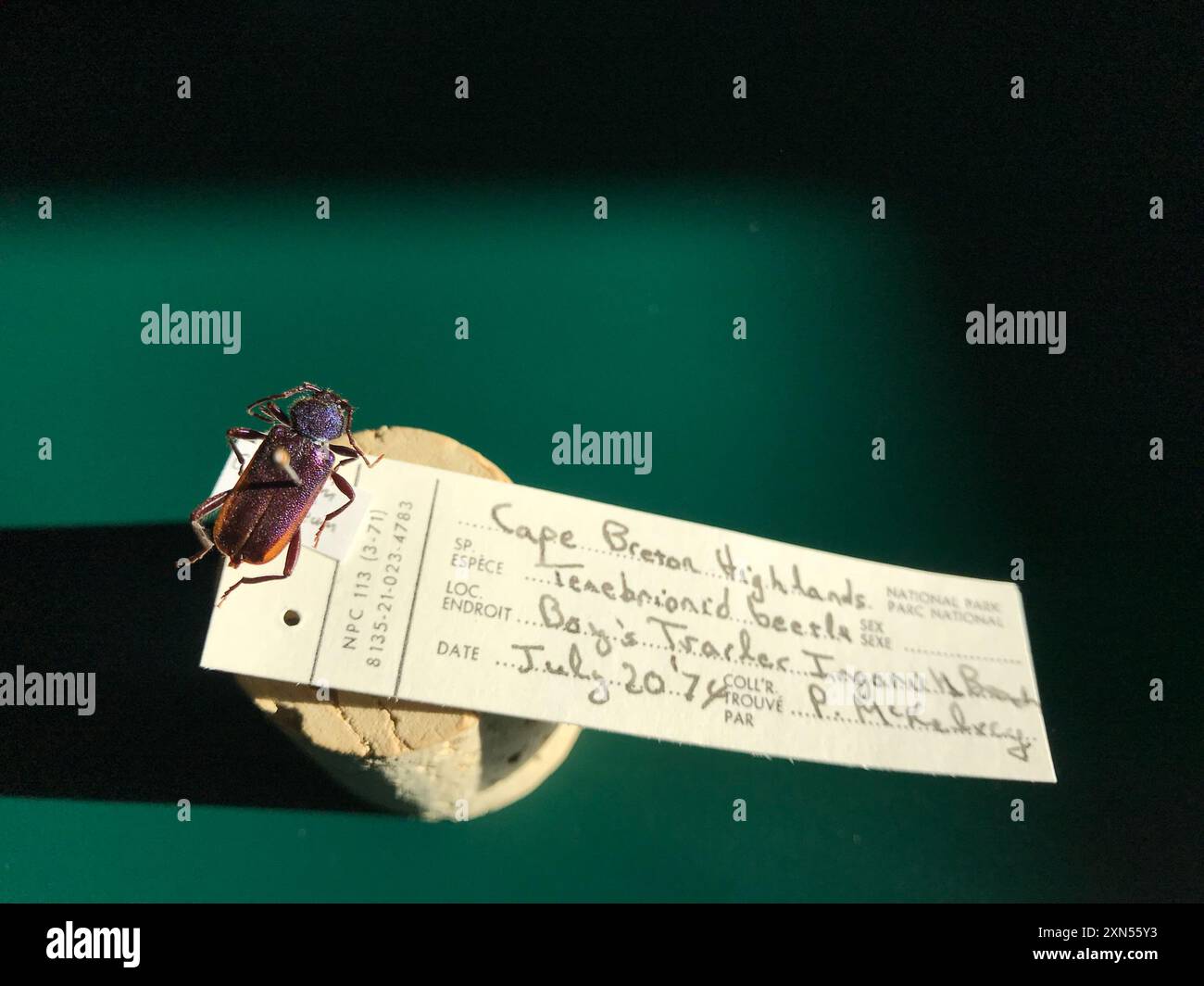 Violet tanbark beetle (Callidium violaceum) Insecta Stock Photo - Alamy