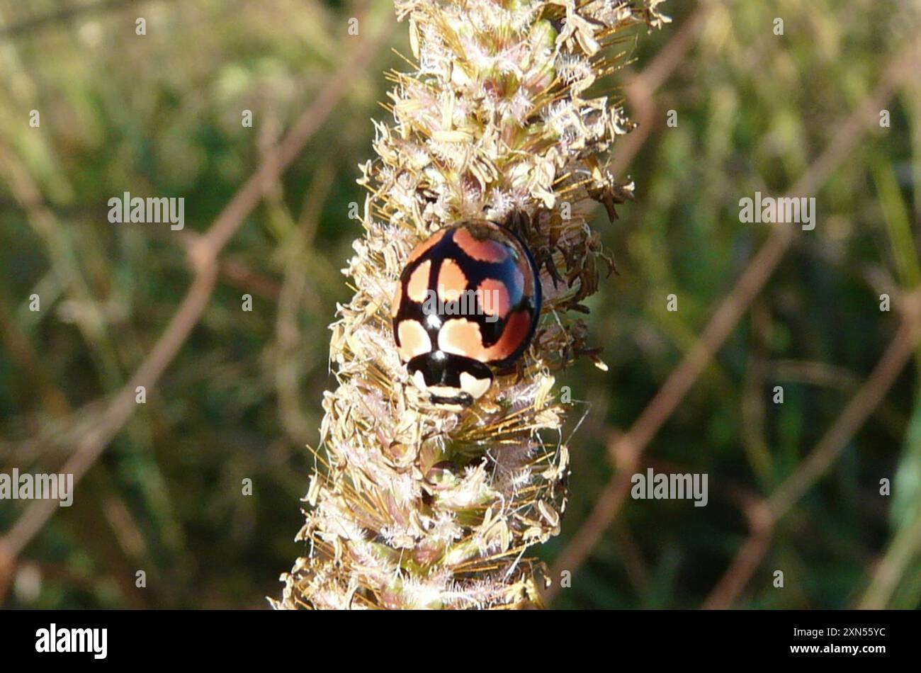 Lunate Lady Beetle (Cheilomenes lunata) Insecta Stock Photo - Alamy