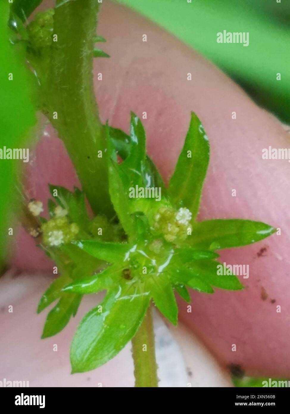 common copperleaf (Acalypha rhomboidea) Plantae Stock Photo - Alamy