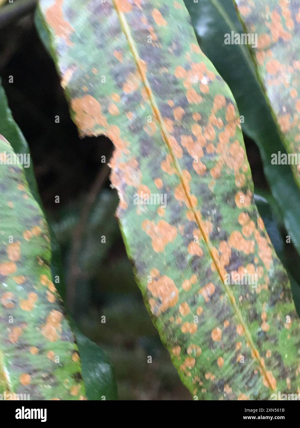 rust fungi (Pucciniales) Fungi Stock Photo - Alamy