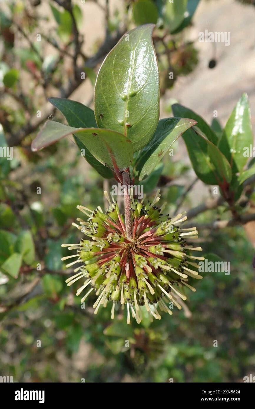 African Strawberry-Tree (Cephalanthus natalensis) Plantae Stock Photo ...