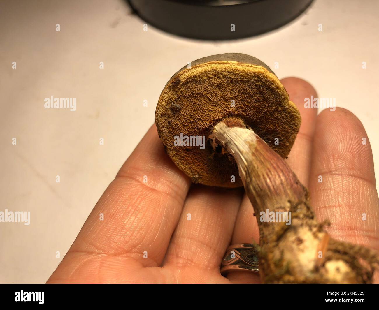 Zeller's bolete (Xerocomellus zelleri) Fungi Stock Photo - Alamy