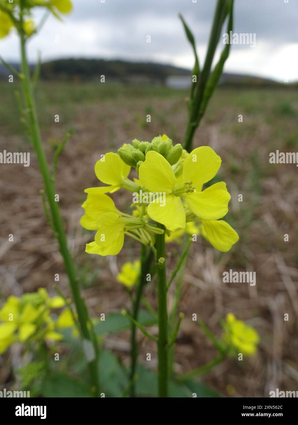 charlock (Rhamphospermum arvense) Plantae Stock Photo - Alamy