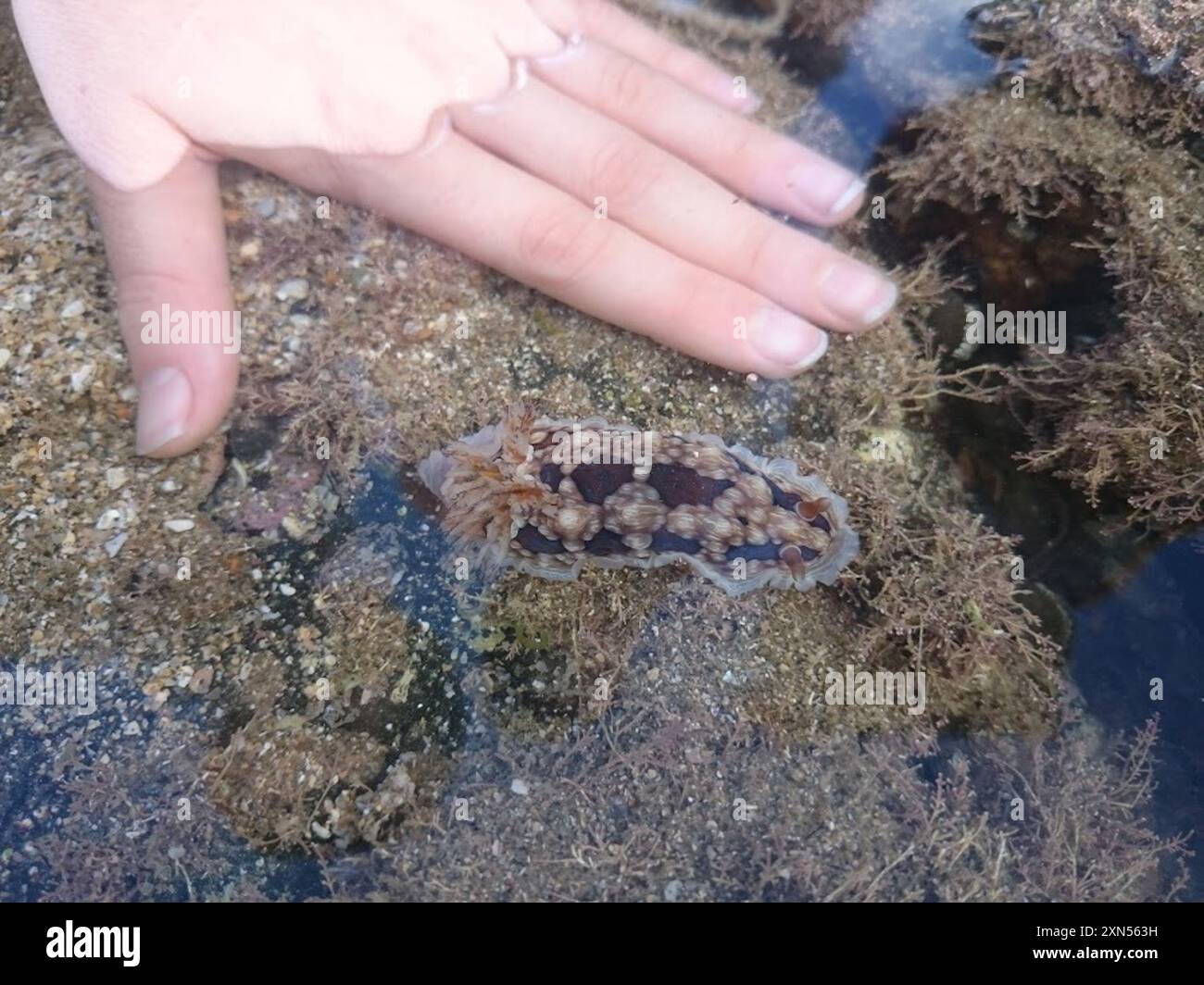 Gem Doris (Dendrodoris krusensternii) Mollusca Stock Photo - Alamy