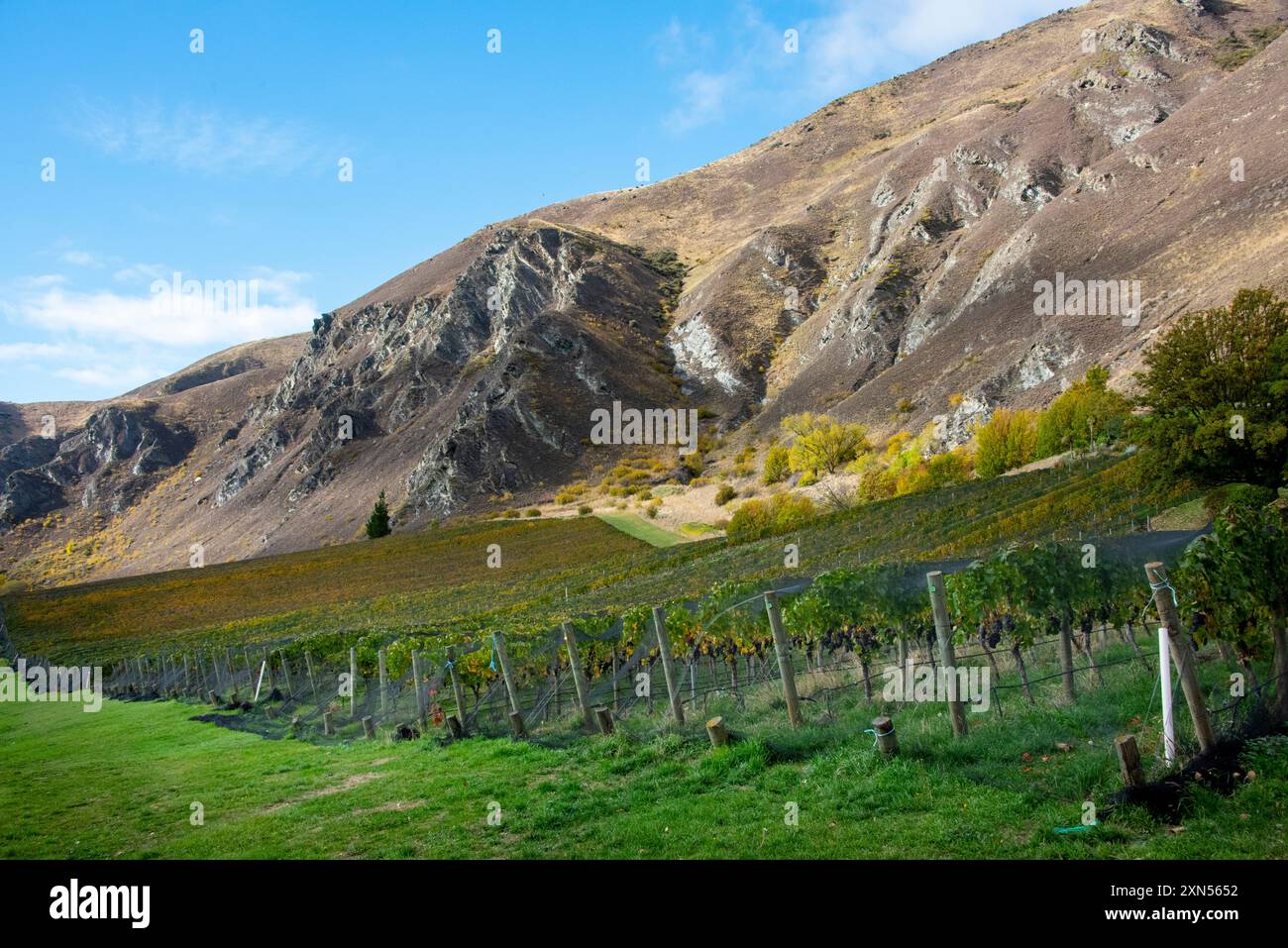 Pinot Noir Vineyard - New Zealand Stock Photo - Alamy