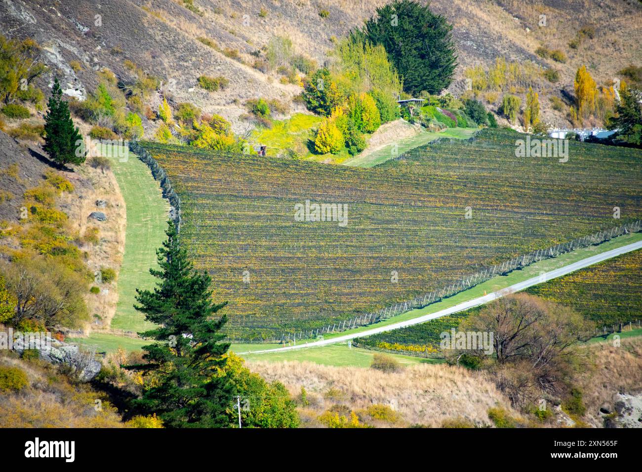 Pinot Noir Vineyard - New Zealand Stock Photo - Alamy