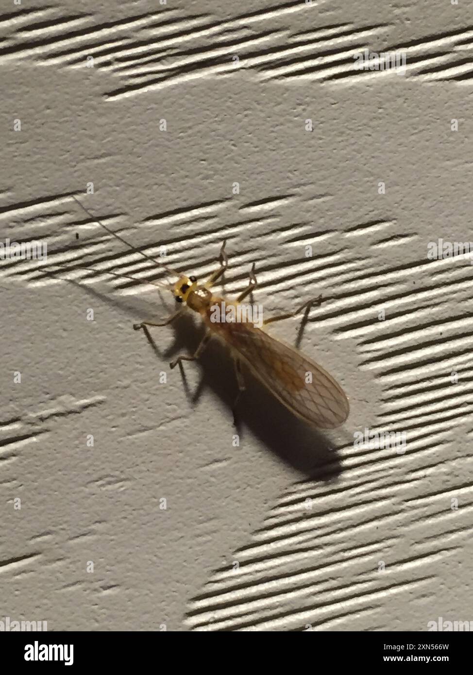 Common Stoneflies (Perlidae) Insecta Stock Photo - Alamy