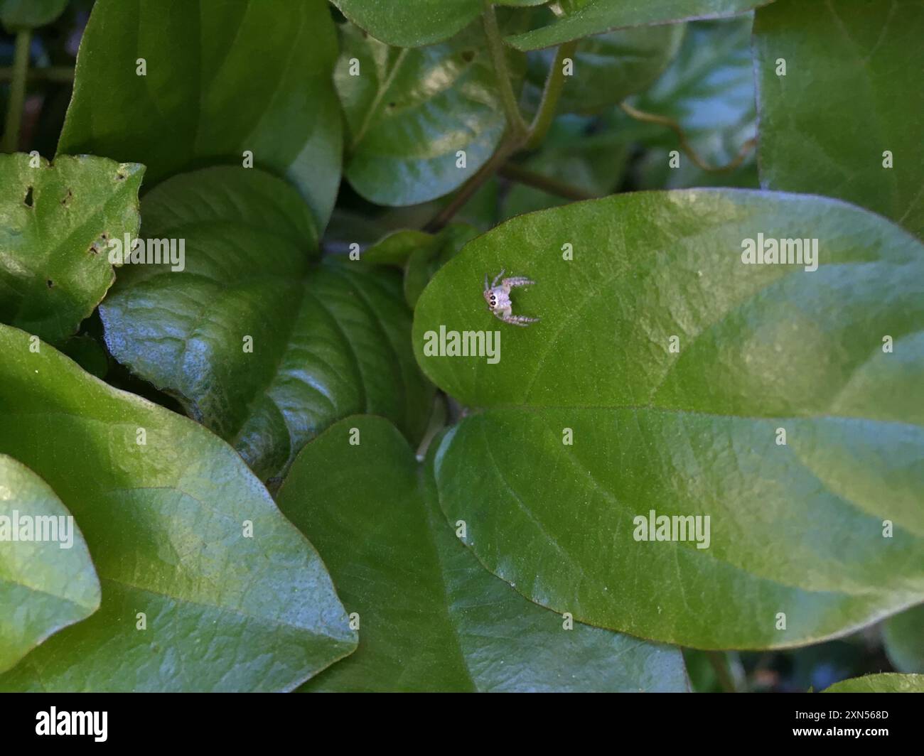 Cyclops Jumping Spider (Opisthoncus polyphemus) Arachnida Stock Photo ...