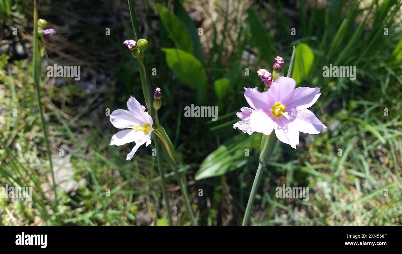 inflated grasswidow (Olsynium douglasii inflatum) Plantae Stock Photo ...