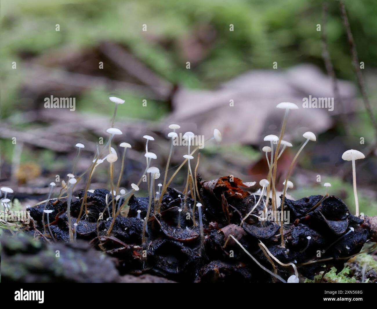 magnolia-cone mushroom (Strobilurus conigenoides) Fungi Stock Photo - Alamy