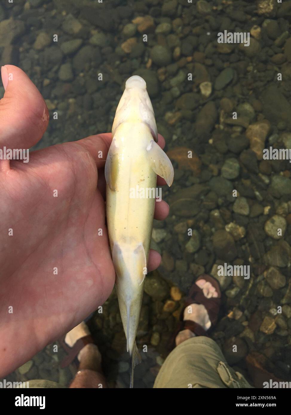 Largescale Sucker (Catostomus macrocheilus) Actinopterygii Stock Photo ...