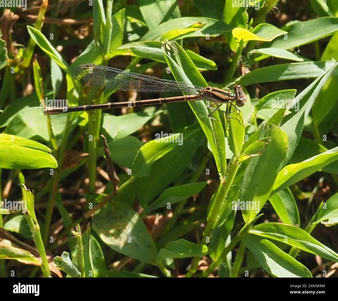 Variable Dancer (Argia fumipennis) Insecta Stock Photo - Alamy
