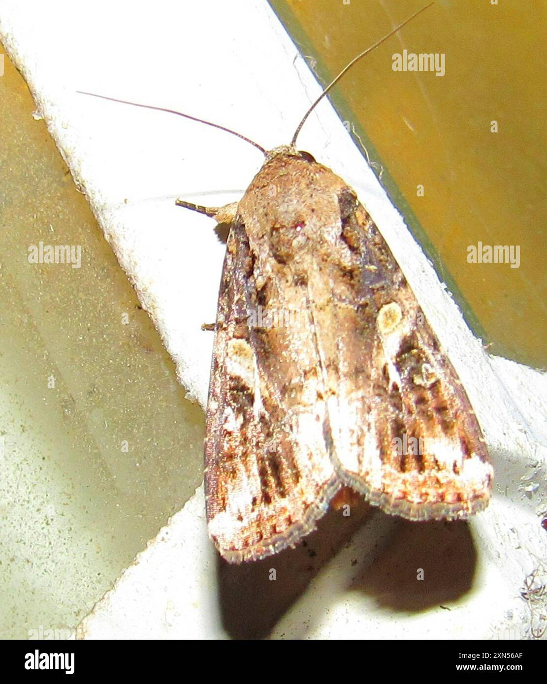 Fall Armyworm Moth (Spodoptera frugiperda) Insecta Stock Photo - Alamy