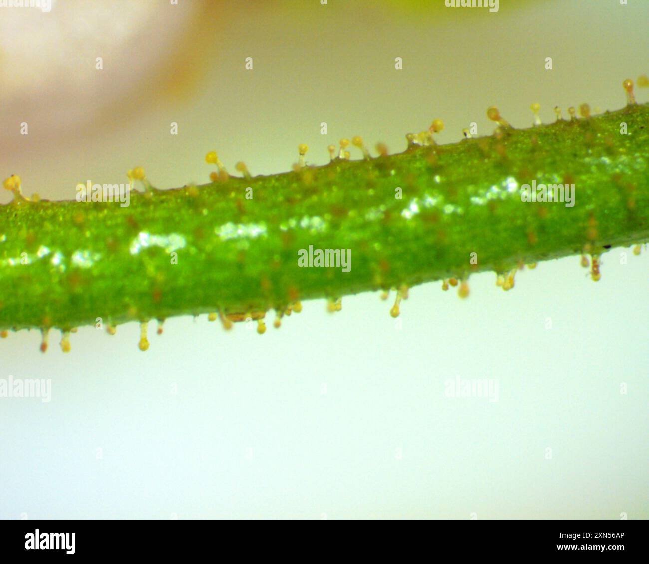 Persicaria pensylvanica hi-res stock photography and images - Alamy