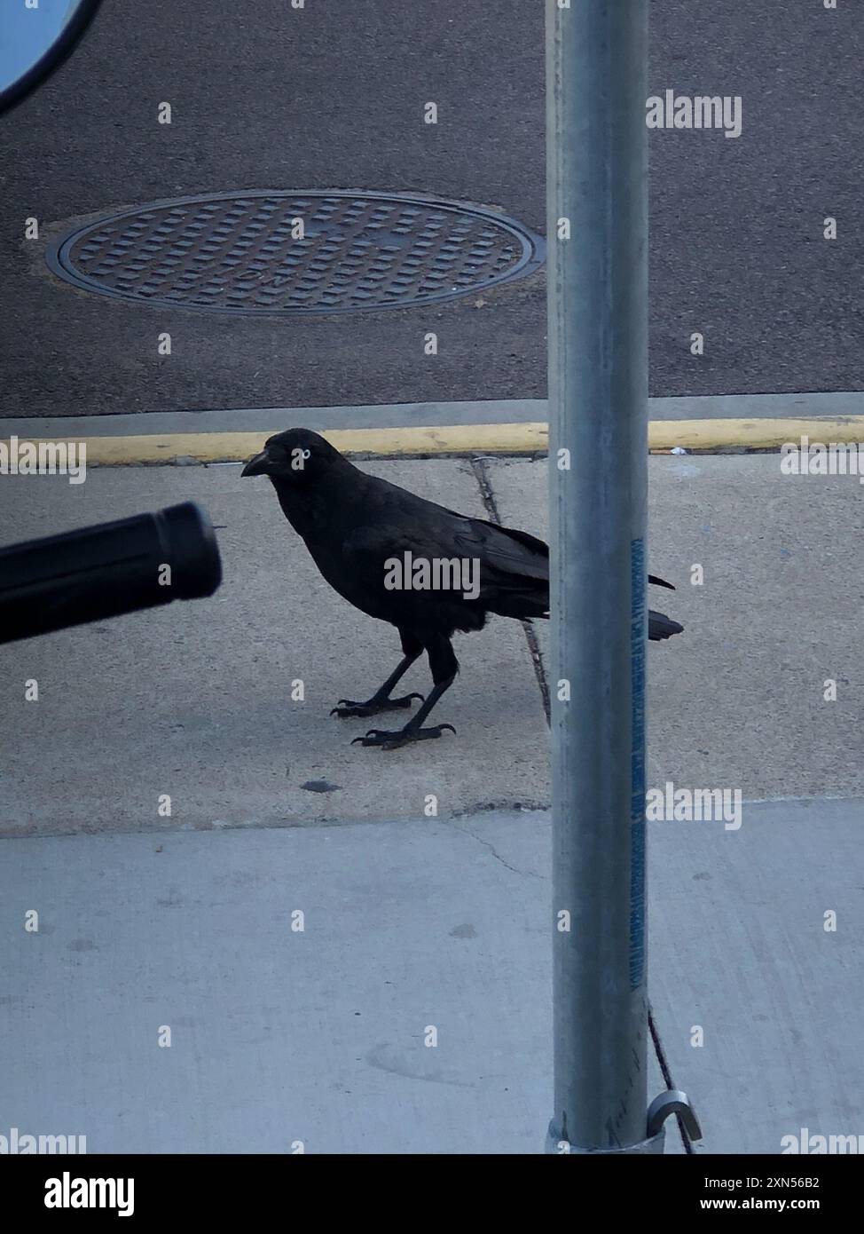 Torresian crow corvus orru hi-res stock photography and images - Alamy