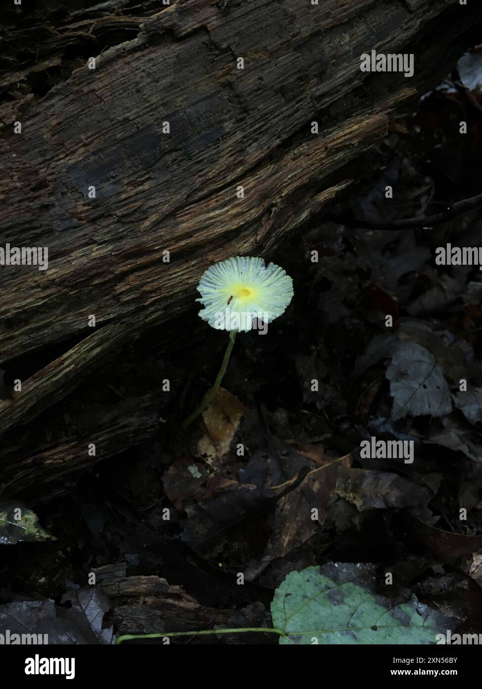 Leucocoprinus fragilissimus hi-res stock photography and images - Alamy