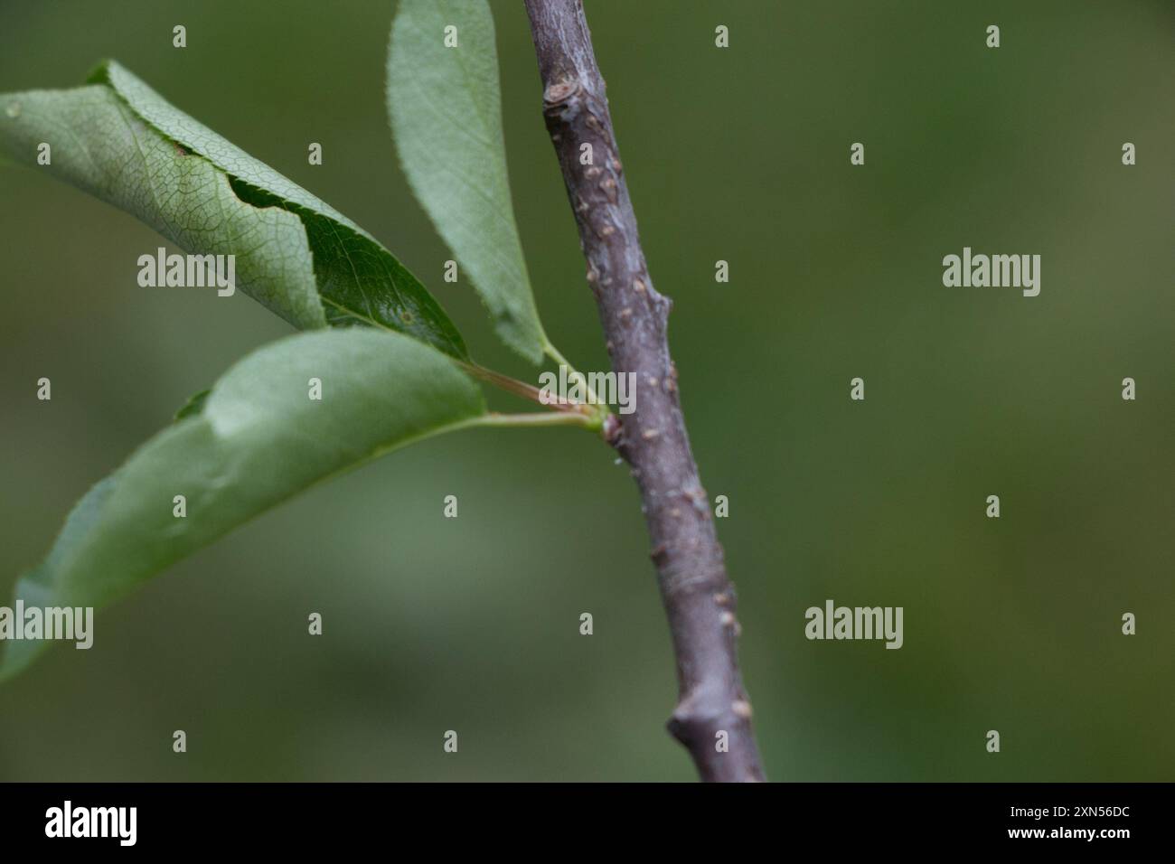 Western Chokecherry (Prunus virginiana demissa) Plantae Stock Photo - Alamy