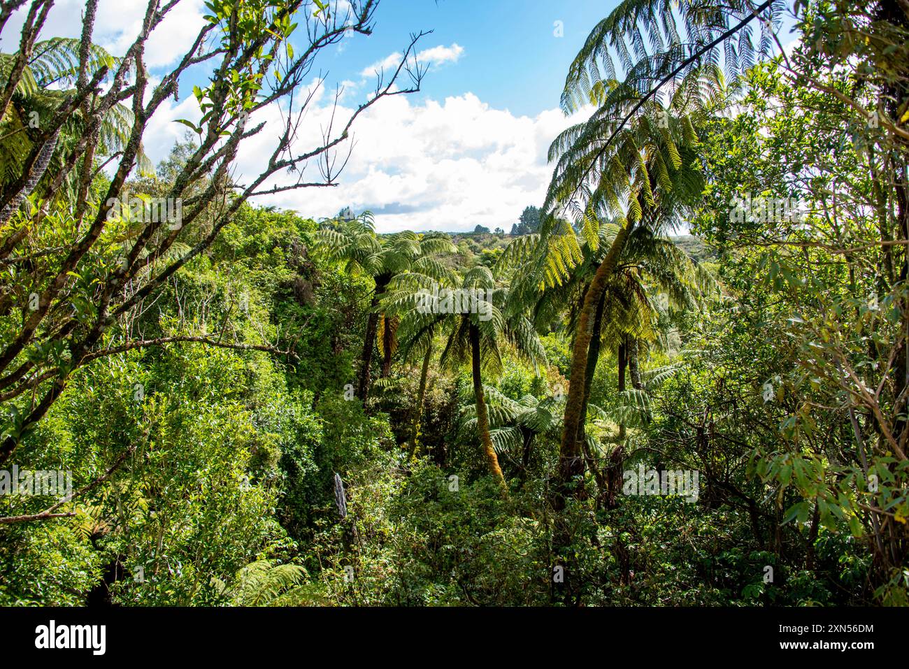 Native Forest in Waimangu Volcanic Valley - New Zealand Stock Photo - Alamy