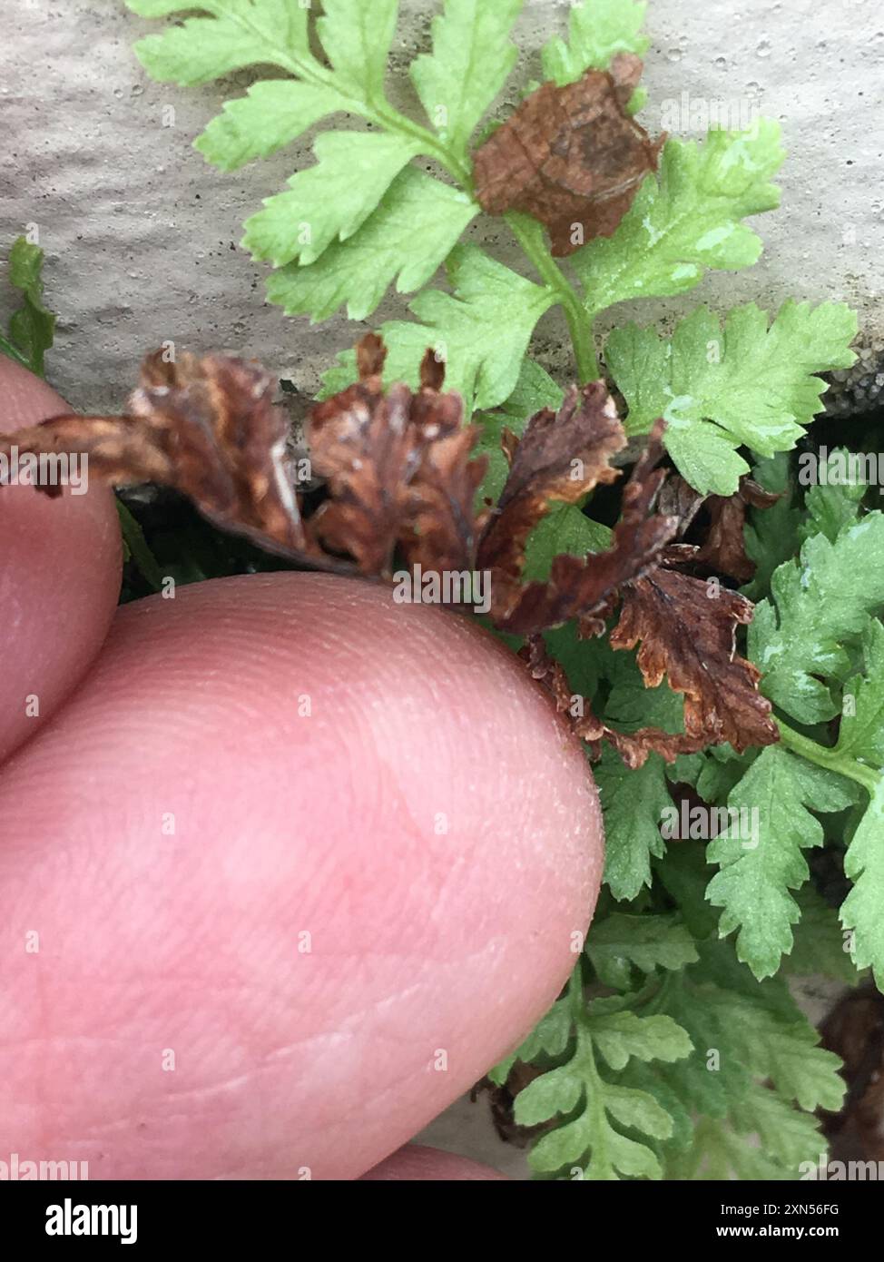 Mackay's Fragile Fern (Cystopteris tenuis) Plantae Stock Photo - Alamy